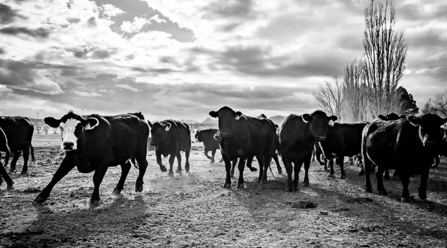 Grass-Fed, Grain-Finished vs. Grass-Fed, Grass-Finished Beef: What’s t ...